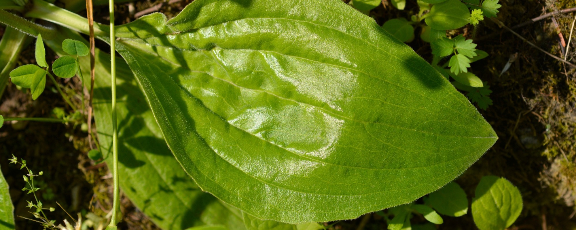 Mast za Svrbež s Trputcem - 40 ml - BenePura.hr