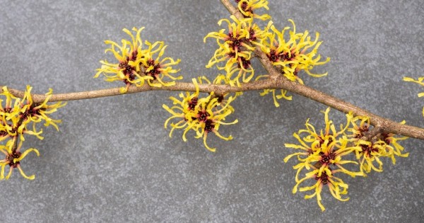 ᐉ Hamamelis: Prirodni Lijek za Upalu i Iritaciju - Benepura.hr