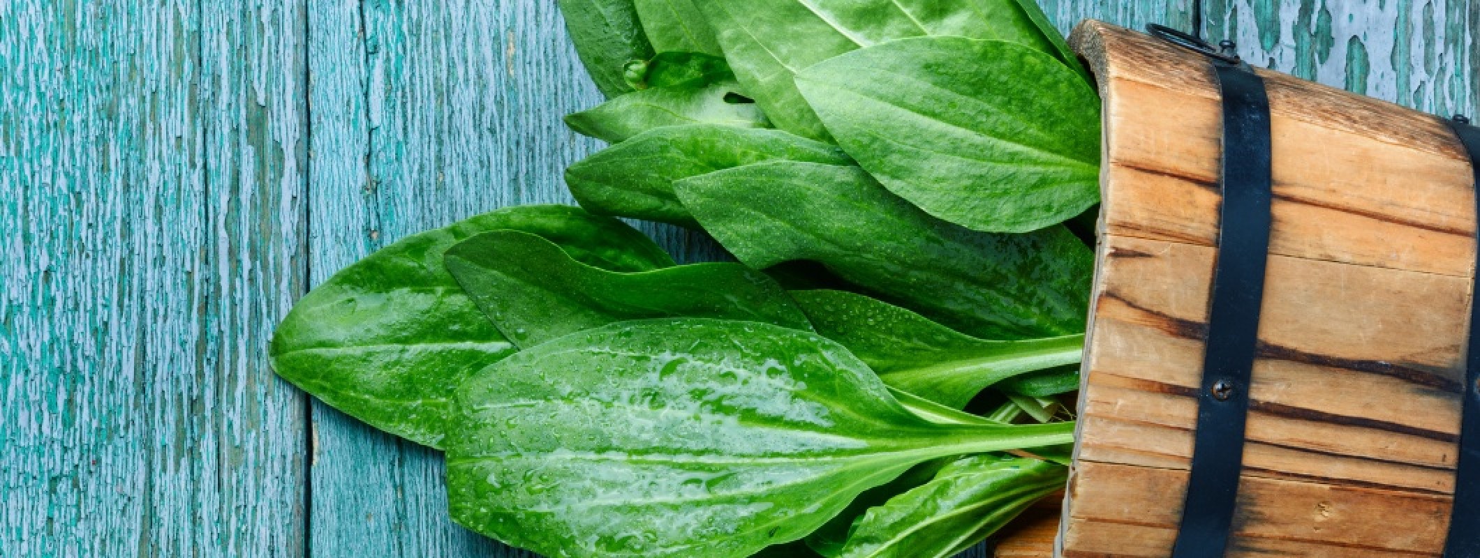 ᐉ Sve o Trputcu: Dobrobiti, Upotreba i Ljekovita Svojstva - Benepura.hr