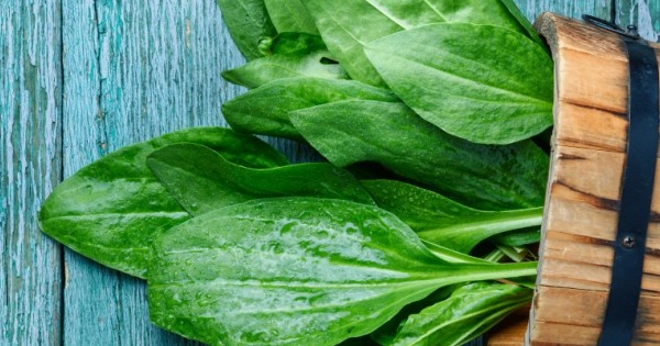 ᐉ Sve o Trputcu: Dobrobiti, Upotreba i Ljekovita Svojstva - Benepura.hr